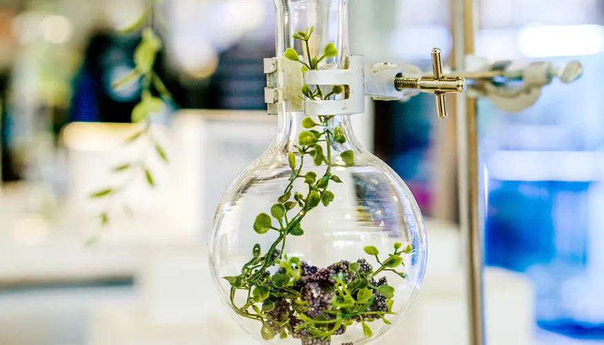 plants extraction methods